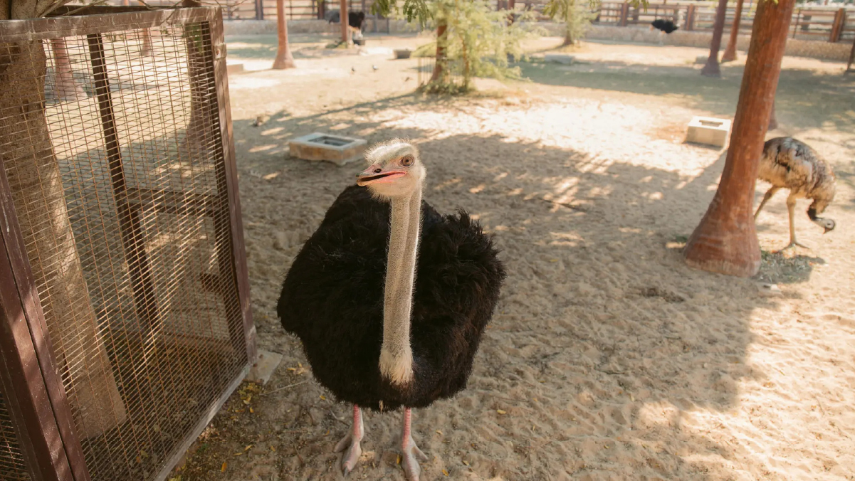 Al Khor Family Park & Zoo | KidsLoveQatar