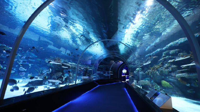 Explore the Top Aquarium Experiences in Qatar | KidsLoveQatar