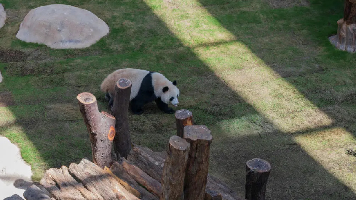 Zoos in Qatar: Best Animal Parks & Petting Zoos for Families ...